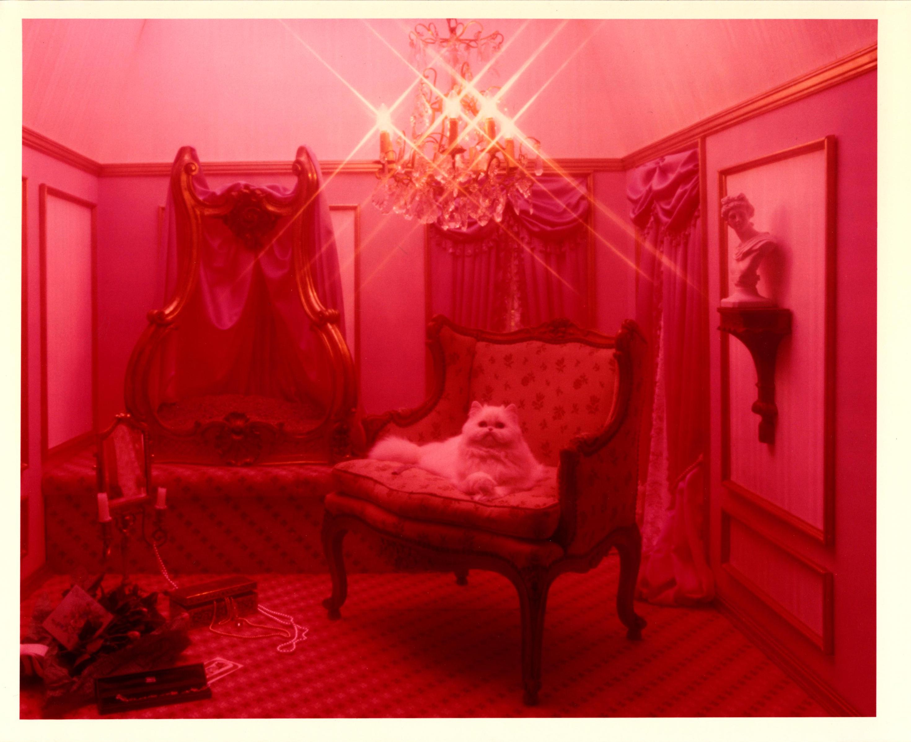 The Art of Cat Litter Advertising – Disposable America